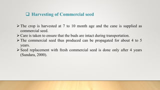 Sugarcane seed production | PPTX