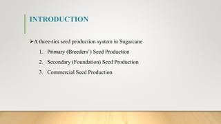 Sugarcane seed production | PPTX