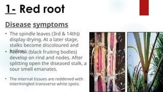 Sugarcane Disease and their management.pptx