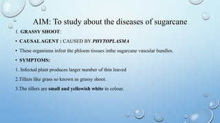 Sugarcane diseases | PPTX