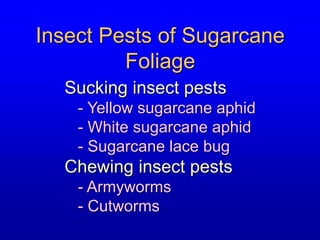 sugarcane integrated pest management and | PPT