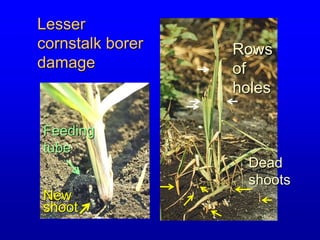 sugarcane integrated pest management and | PPT
