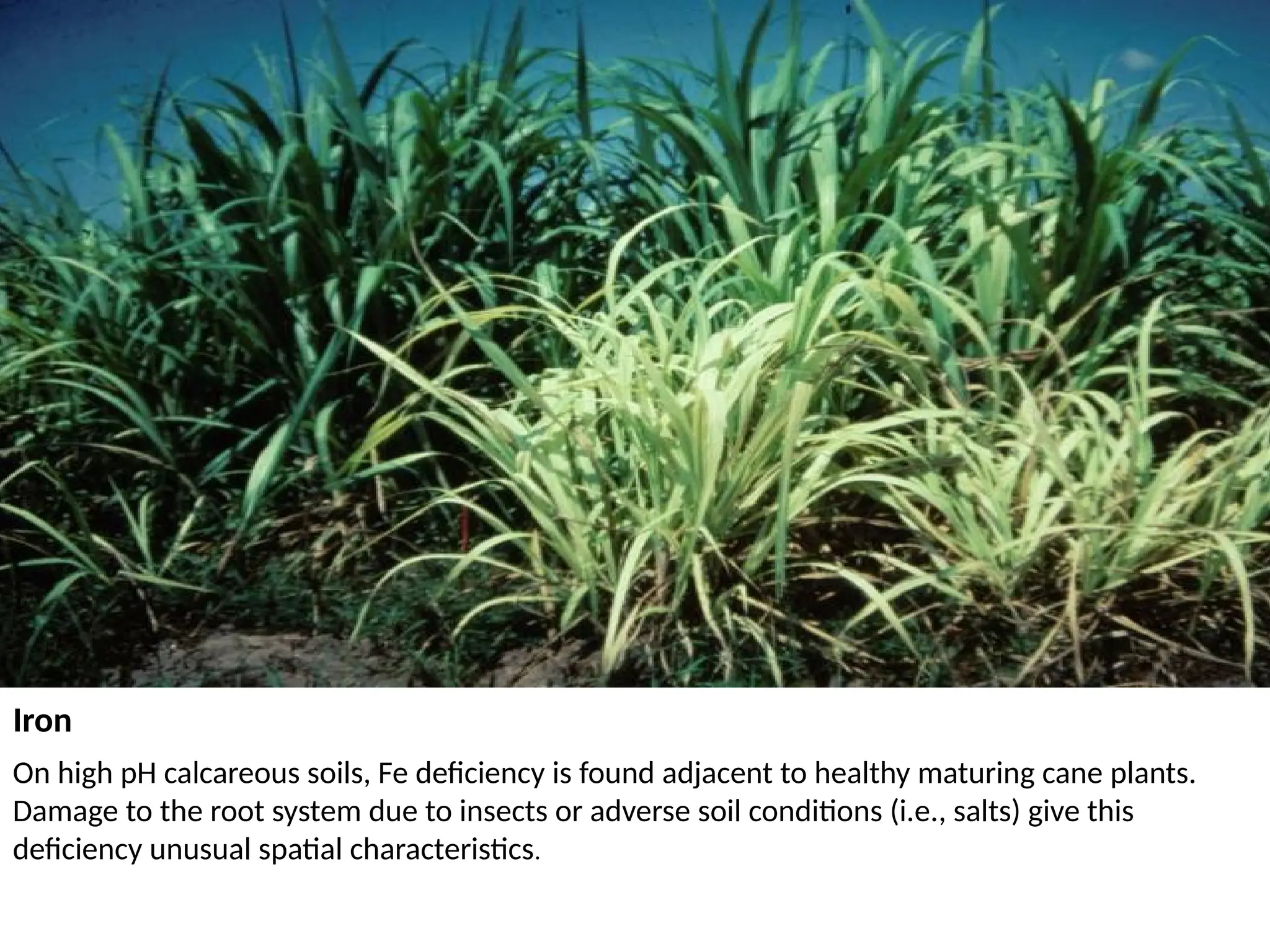 Sugarcane maturity and deficiency symptom.pptx