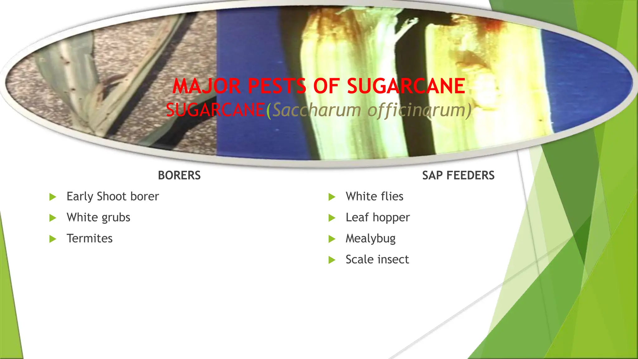 sugarcane insect pest and their management | PDF