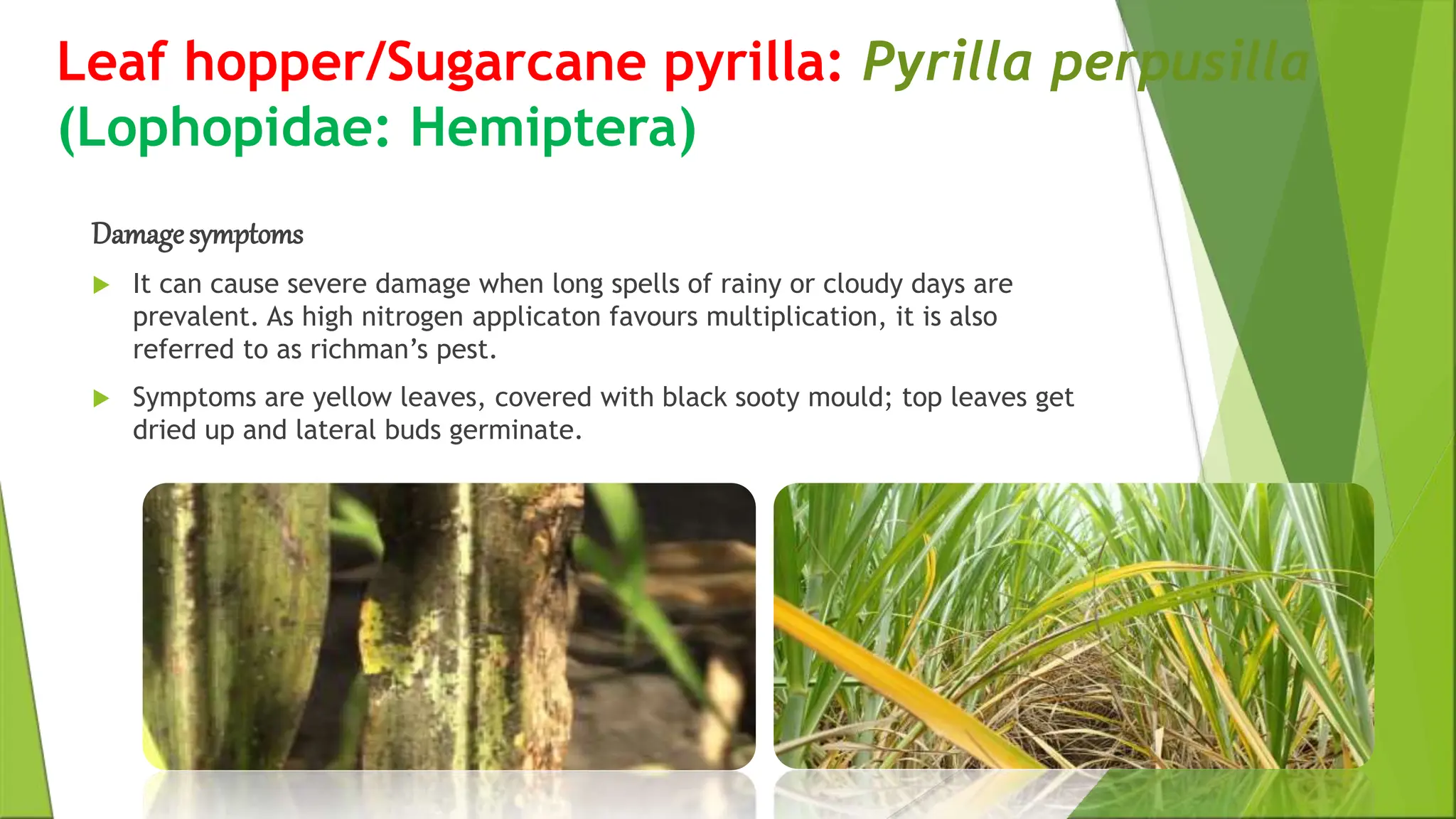 sugarcane insect pest and their management | PDF