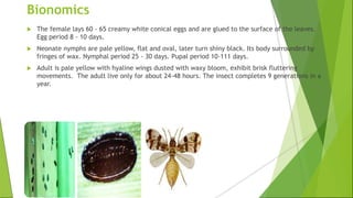 sugarcane insect pest and their management | PDF