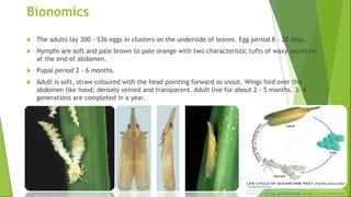 sugarcane insect pest and their management | PDF