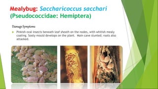 sugarcane insect pest and their management | PDF