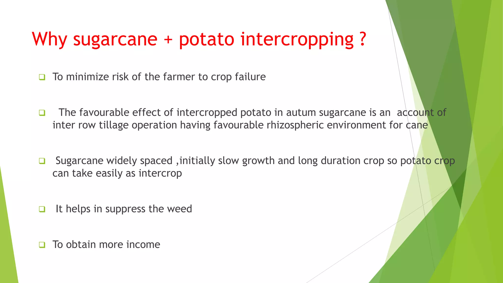 Sugarcane & potato intercropping | PPTX