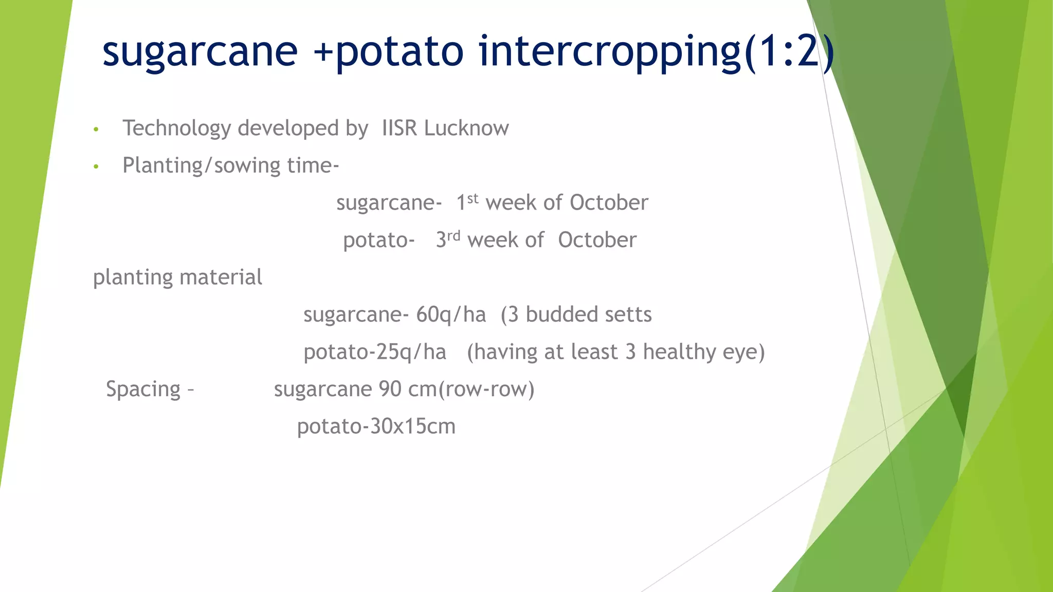 Sugarcane & potato intercropping | PPTX