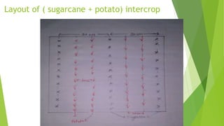Sugarcane & potato intercropping | PPTX
