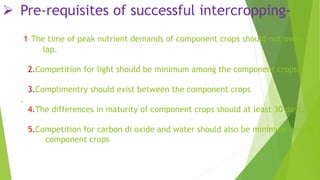 Sugarcane & potato intercropping | PPTX