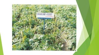 Sugarcane & potato intercropping | PPTX