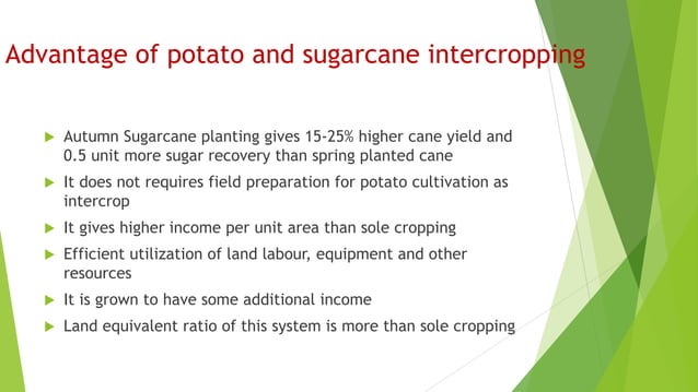 Sugarcane & potato intercropping | PPT