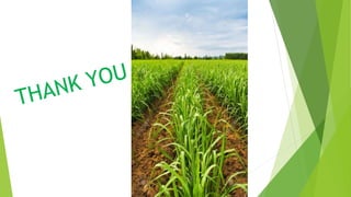 Sugarcane & potato intercropping | PPTX
