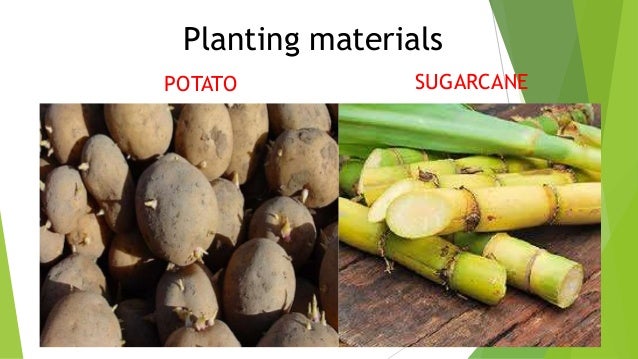 Sugarcane & potato intercropping