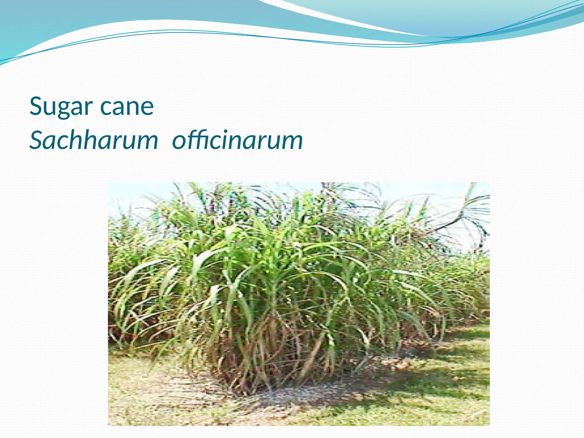 sugarcane production and technology ppt.pptx