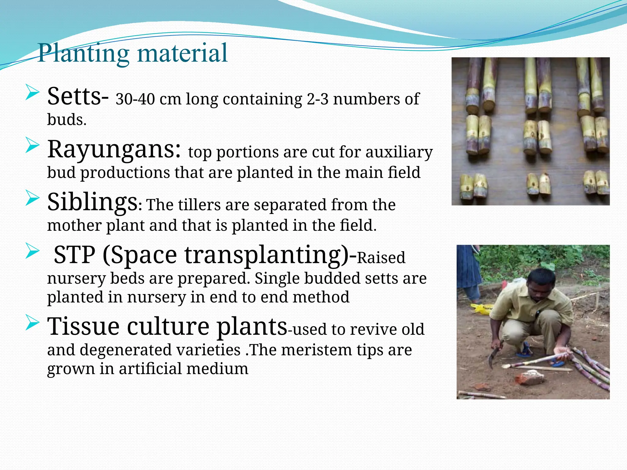 sugarcane production and technology ppt.pptx