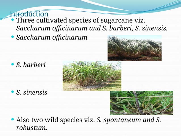 sugarcane production and technology ppt.pptx