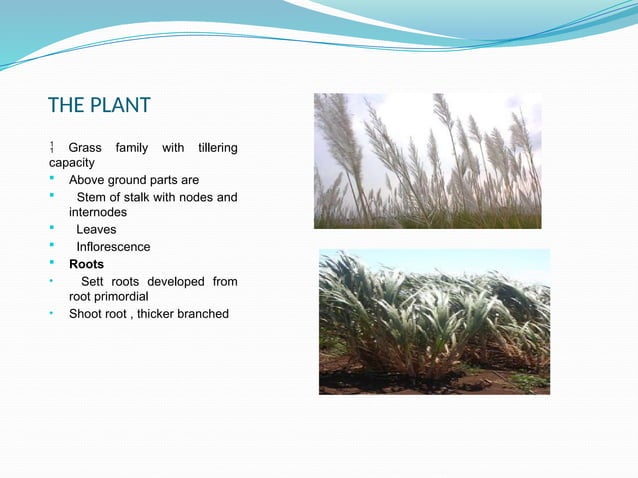sugarcane production and technology ppt.pptx