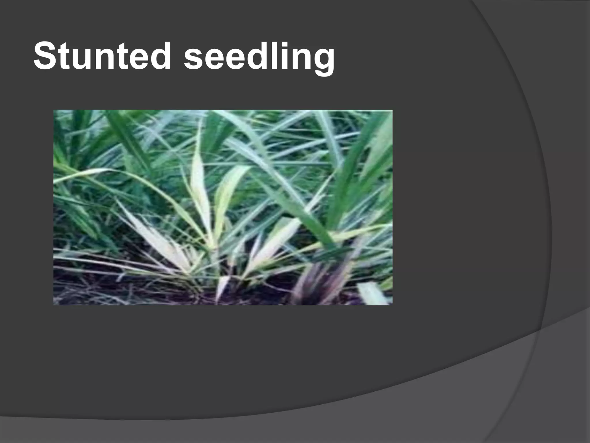 Sugarcane ratoon stunting | PPTX