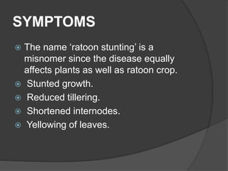 Sugarcane ratoon stunting | PPTX