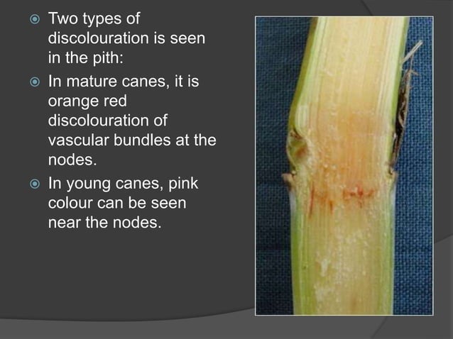 Sugarcane ratoon stunting | PPTX