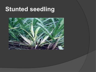 Sugarcane ratoon stunting | PPTX