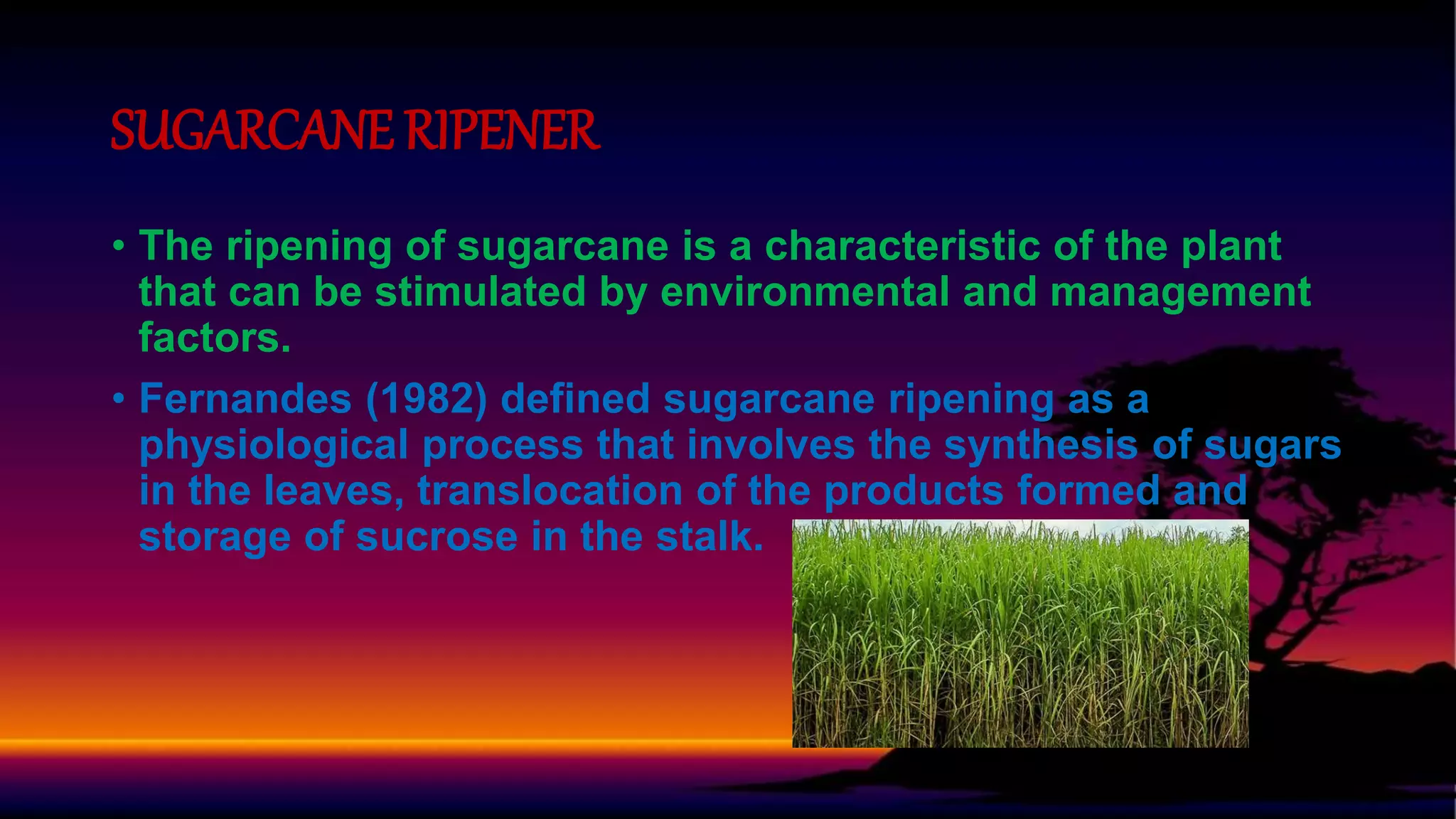 Sugarcane ripener | PPTX