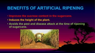 Sugarcane ripener | PPTX