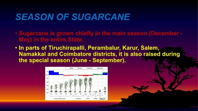 Sugarcane ripener | PPTX | Agriculture | Industries