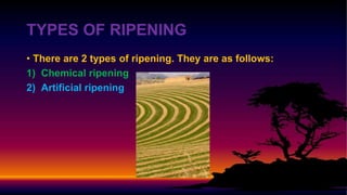 Sugarcane ripener | PPTX