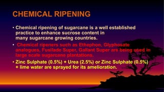 Sugarcane ripener | PPTX