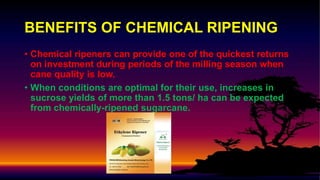 Sugarcane ripener | PPTX