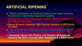 Sugarcane ripener | PPTX