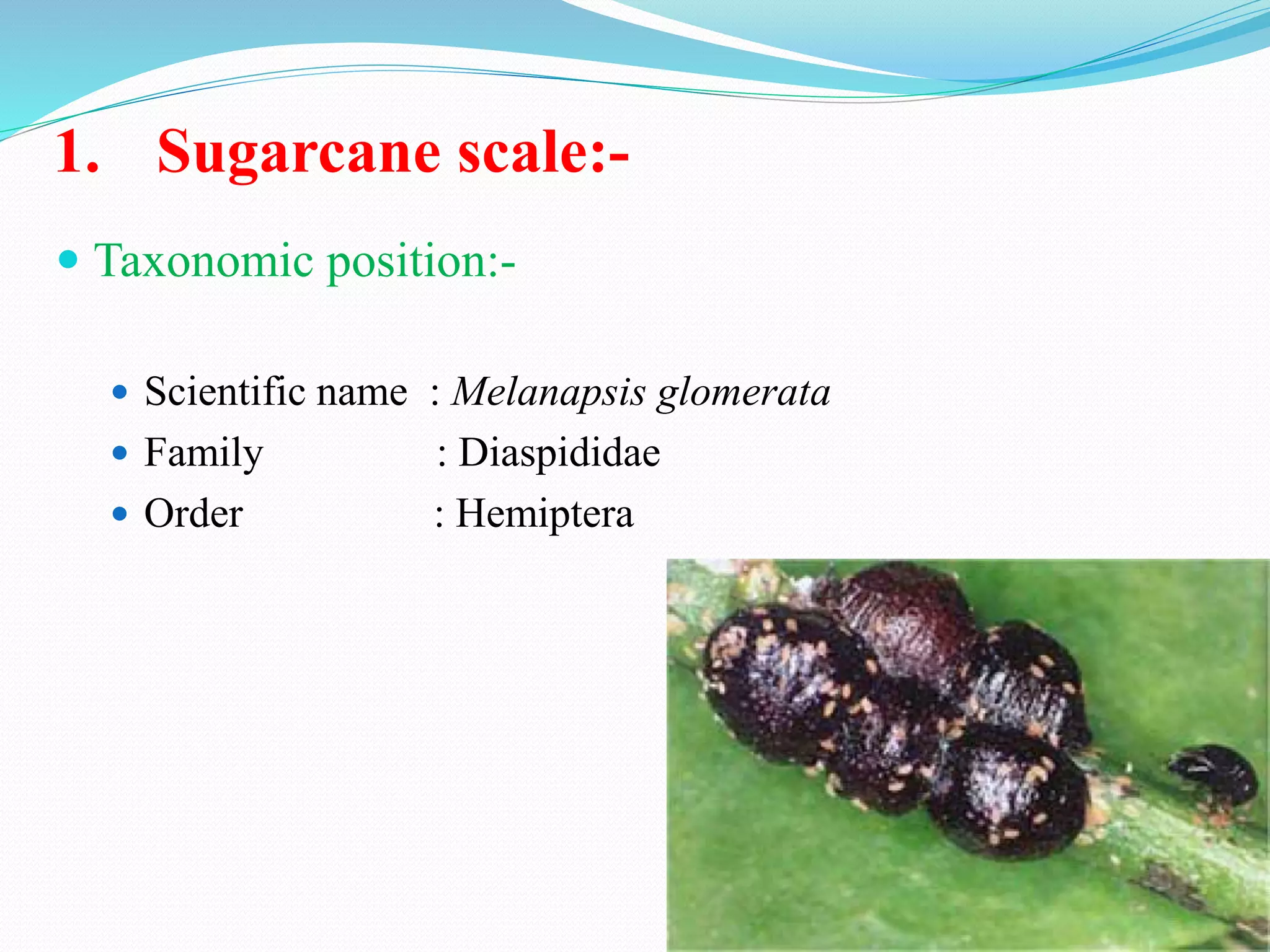 Sugarcane scales and leafhopper | PPTX