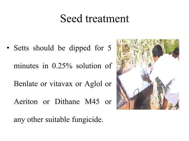 Sugarcane trench method planting | PPTX