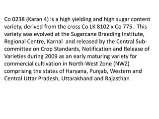 Sugarcane trench method planting | PPTX