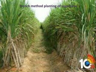 Sugarcane trench method planting | PPT | Free Download