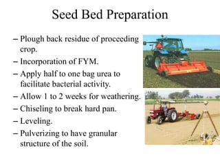 Sugarcane trench method planting | PPT | Free Download