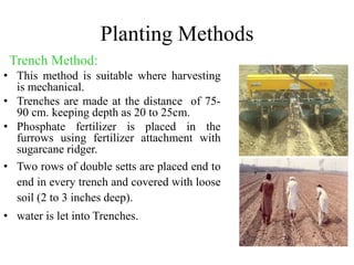 Sugarcane trench method planting | PPT | Free Download