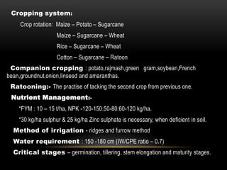 Sugar crops(Sugarbeet and Sugarcane) | PPTX