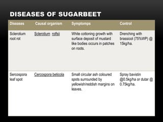 Sugar crops(Sugarbeet and Sugarcane) | PPTX