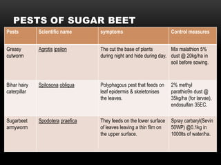 Sugar crops(Sugarbeet and Sugarcane) | PPTX