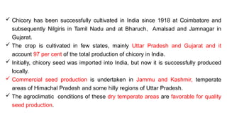sugar crops +Chicory crop production.pptx