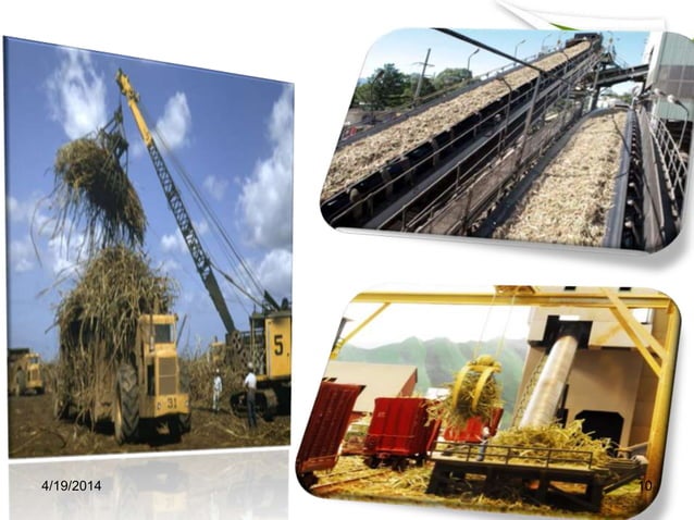 Sugar manufacturing process | PPTX | Desserts and Baking | Food & Drink