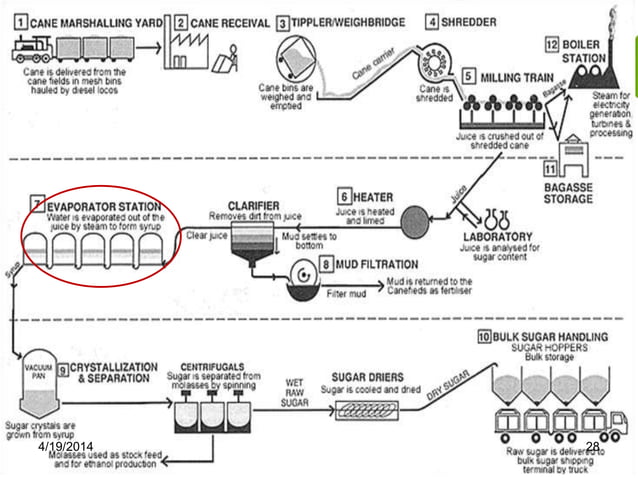Sugar manufacturing process | PPTX | Desserts and Baking | Food & Drink