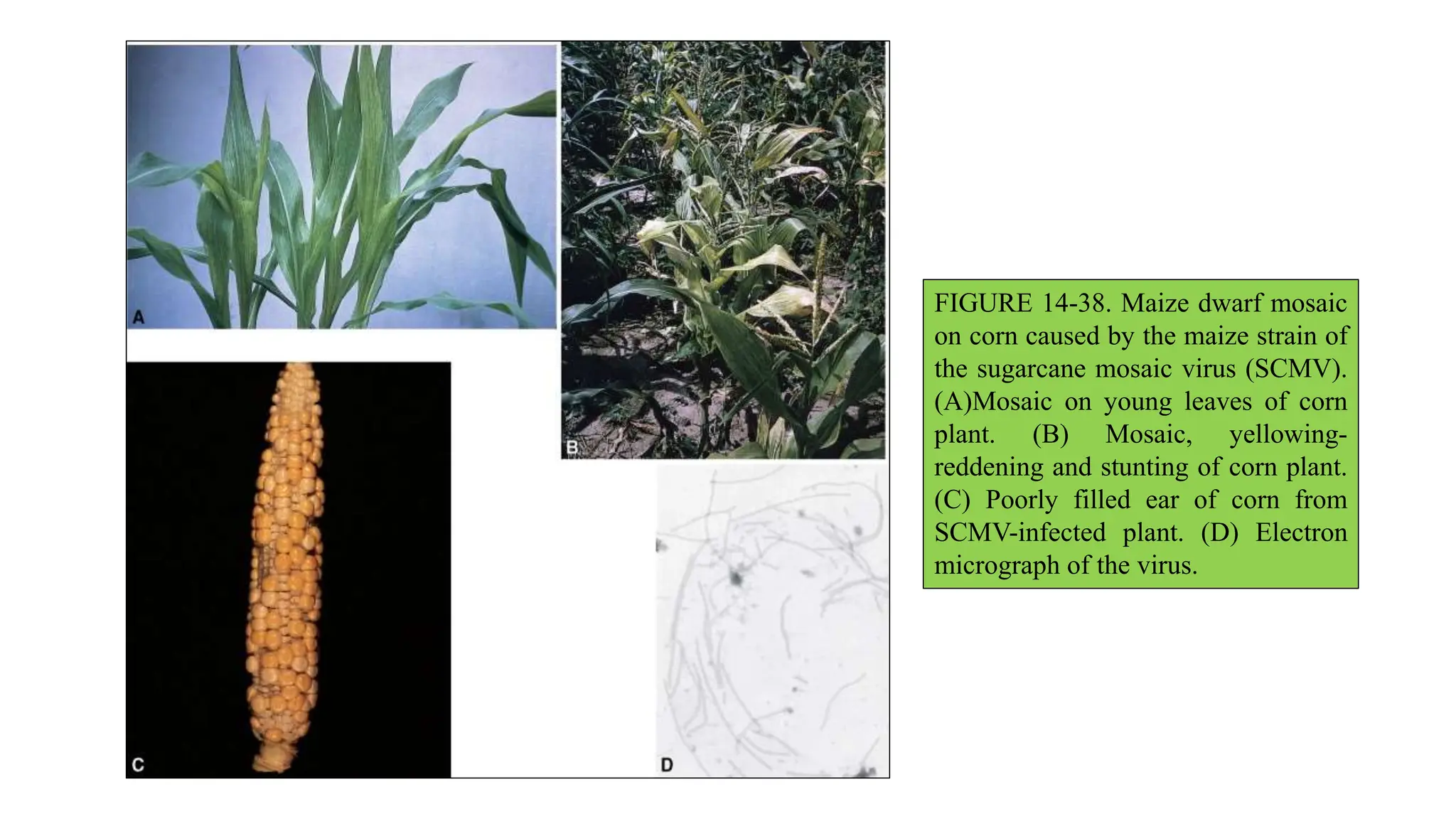 SUGAR MOSAIC VIRUS DISEASE.ppt plant pathologyx | PPTX