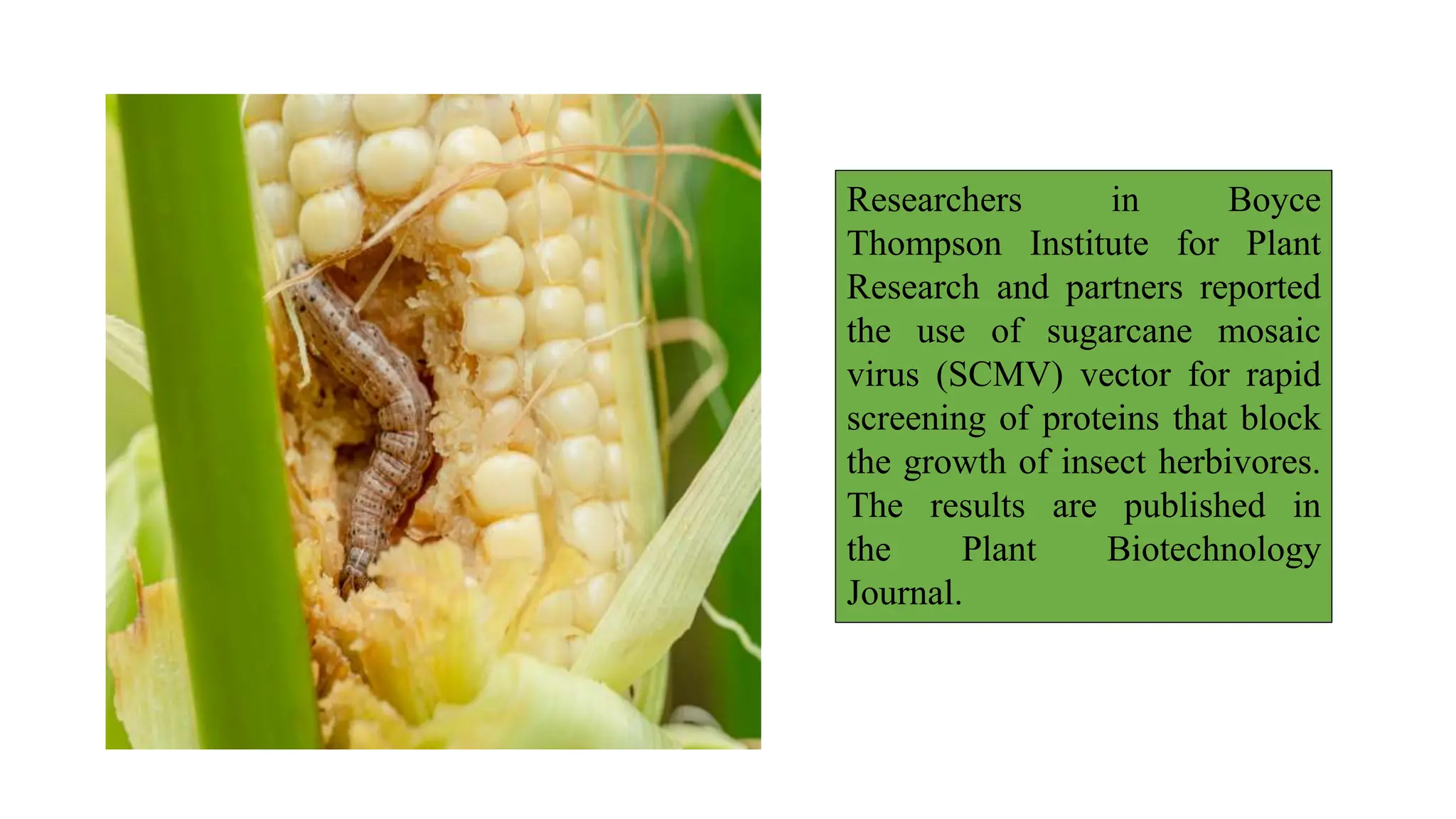 SUGAR MOSAIC VIRUS DISEASE.ppt plant pathologyx | PPTX