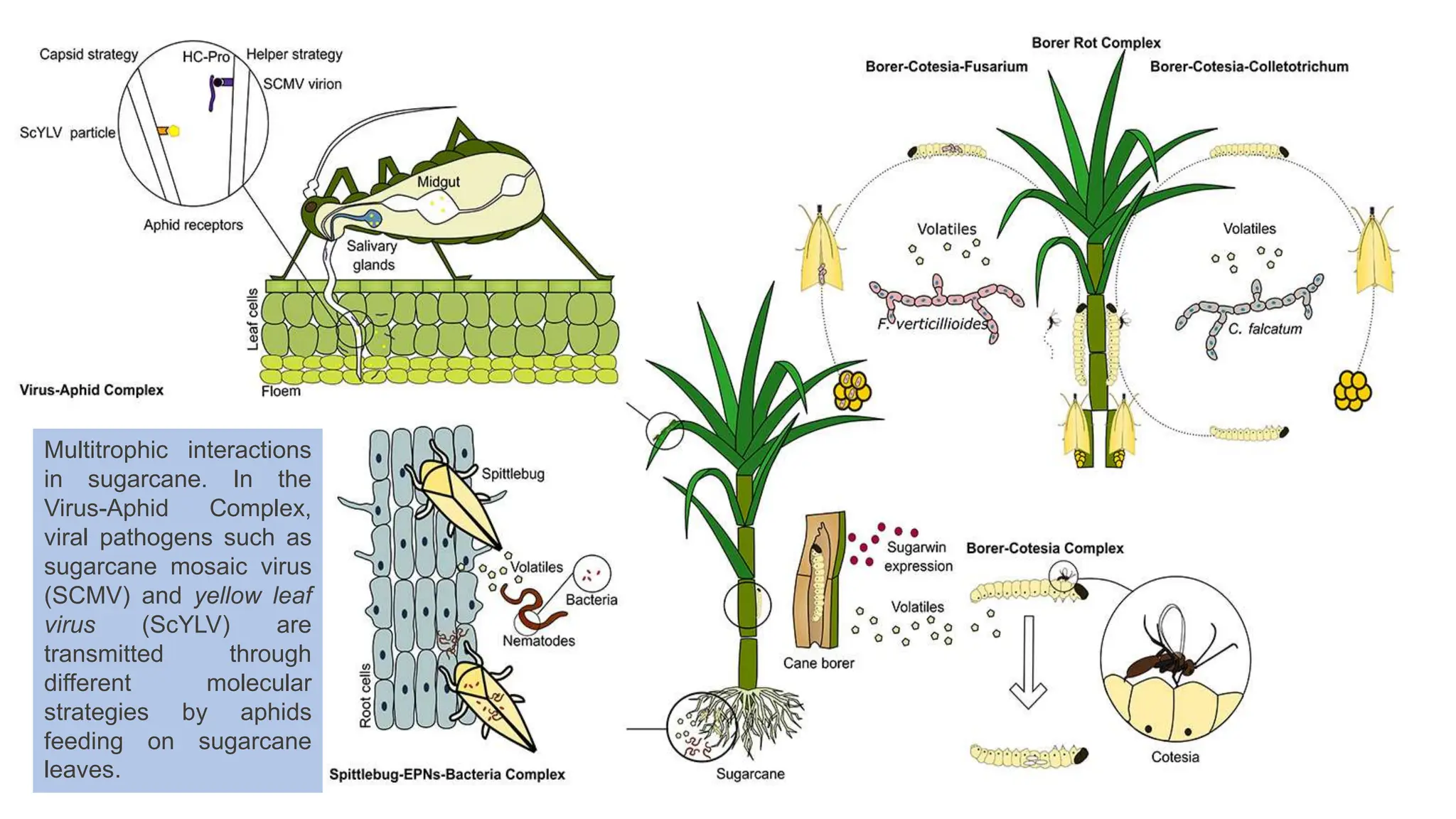 SUGAR MOSAIC VIRUS DISEASE.ppt plant pathologyx | PPTX
